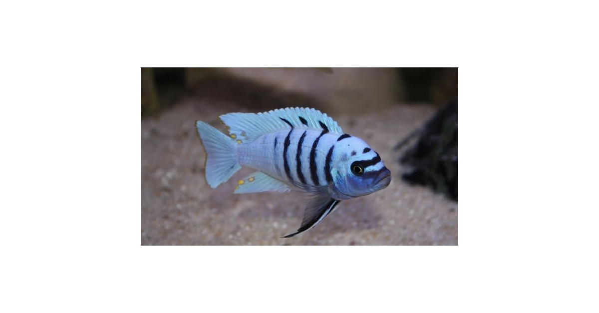 Cynotilapia Afra White Top